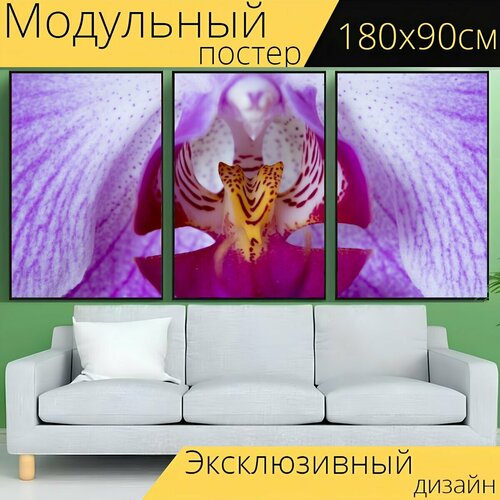 Модульный постер "Орхидея, цветок, розовый" 180 x 90 см. для интерьера