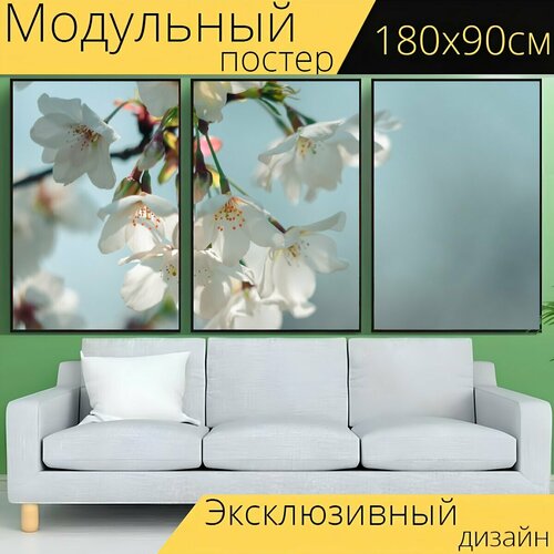 Модульный постер "Вишни в цвету, цветок, шанхай" 180 x 90 см. для интерьера