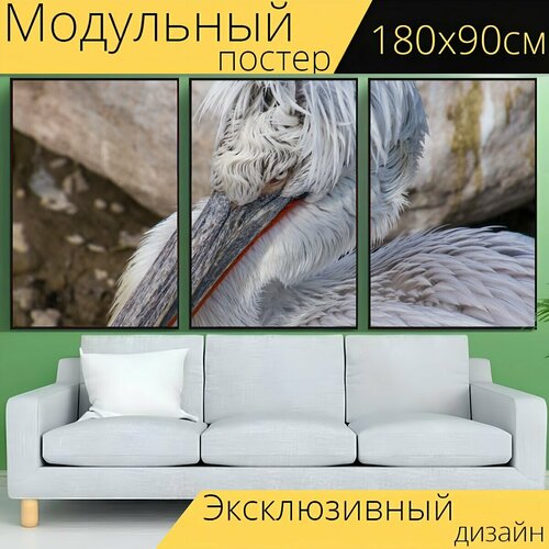 Модульный постер "Пеликан, птица, водоплавающая птица" 180 x 90 см. для интерьера