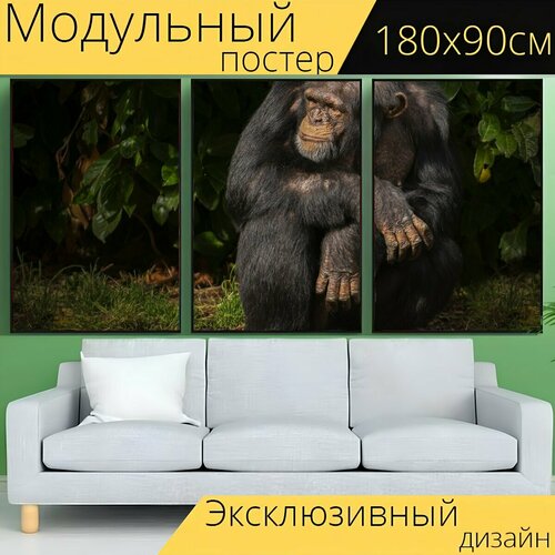Модульный постер "Обезьяна, шимпанзе, зоопарк" 180 x 90 см. для интерьера