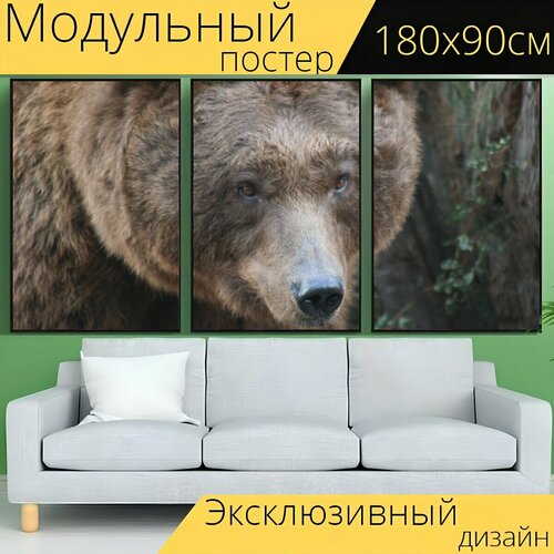 Модульный постер "Бурый медведь, животное, зоопарк" 180 x 90 см. для интерьера