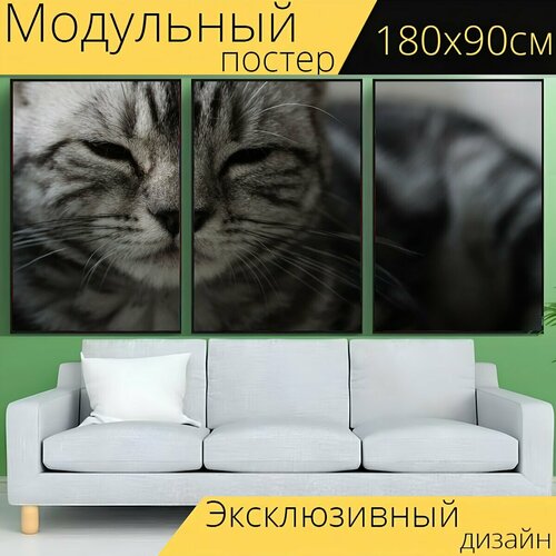 Модульный постер "Кот, животное, домашнее животное" 180 x 90 см. для интерьера