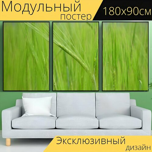 Модульный постер "Кукуруза, кукурузное поле, поле" 180 x 90 см. для интерьера