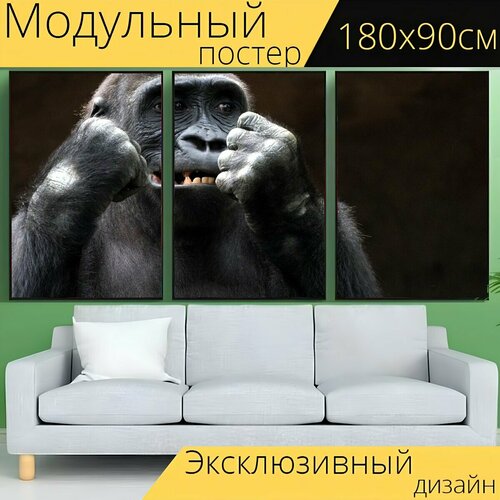 Модульный постер "Животное, обезьяна, моторист" 180 x 90 см. для интерьера
