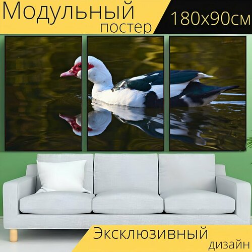 Модульный постер "Мускусная утка, водоплавающая птица, животное" 180 x 90 см. для интерьера