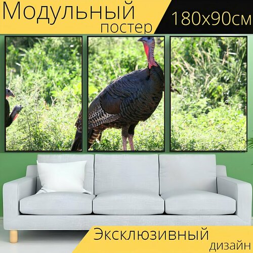 Модульный постер "Турция, дикая индейка, птица" 180 x 90 см. для интерьера