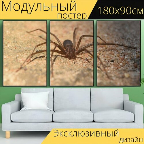 Модульный постер "Паук, насекомое, паукообразный" 180 x 90 см. для интерьера