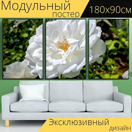 Модульный постер "Белая роза, цветок, завод" 180 x 90 см. для интерьера