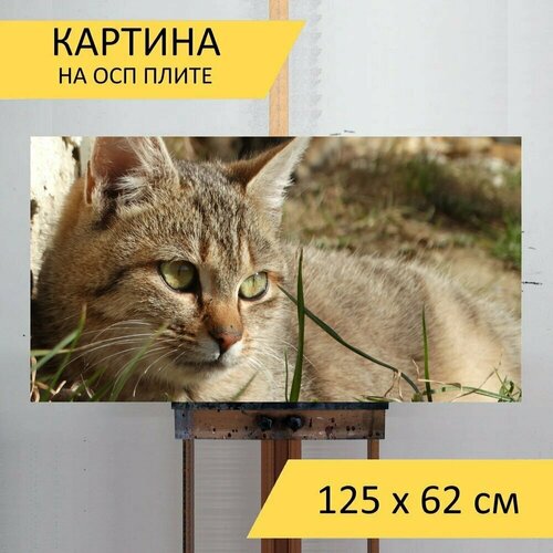 Картина на ОСП 125х62 см. "Кот, котенок, животные" горизонтальная, для интерьера, с креплениями