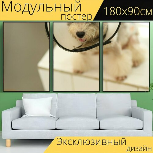 Модульный постер "Собака, щенок, конус для домашних животных" 180 x 90 см. для интерьера