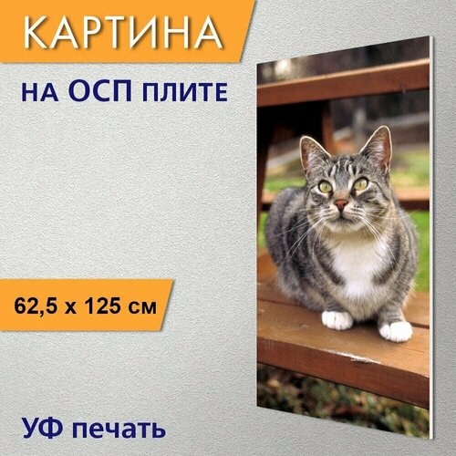 Вертикальная картина на ОСП "Кошка, полосатый, домашний питомец" 62x125 см. для интерьериа