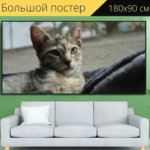Большой постер "Кошка, котенок, кошачий" 180 x 90 см. для интерьера