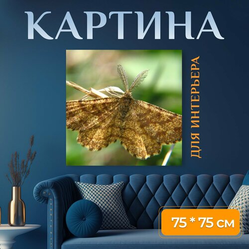 Картина на холсте "Животное, бабочка, висит" на подрамнике 75х75 см. для интерьера