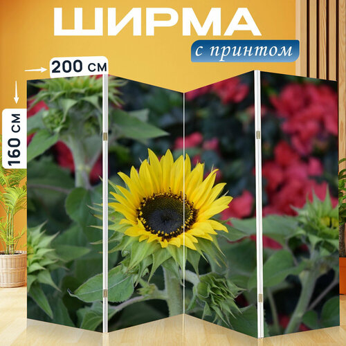 Ширма перегородка с принтом "Цветок, подсолнечник, цветочный" на холсте - 200x160 см. для зонирования, раскладная