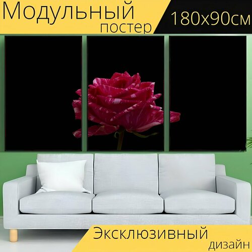 Модульный постер "Роза, довольно, цветок" 180 x 90 см. для интерьера