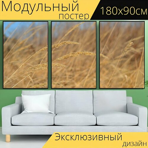 Модульный постер "Тростник, трава, поле" 180 x 90 см. для интерьера