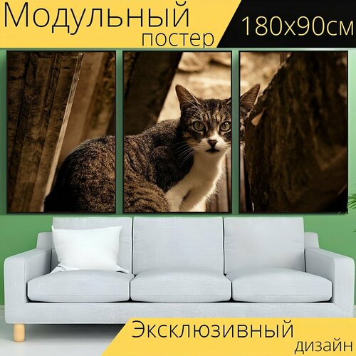 Модульный постер "Кот, животные, стена" 180 x 90 см. для интерьера