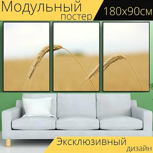 Модульный постер "Зерно, кукурузное поле, растения" 180 x 90 см. для интерьера