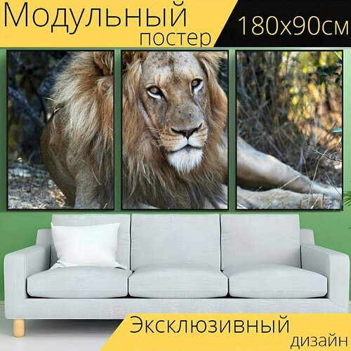 Модульный постер "Лев, мужчина лев, дикий" 180 x 90 см. для интерьера