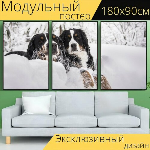 Модульный постер "Бернские горные собаки, собаки, домашние питомцы" 180 x 90 см. для интерьера
