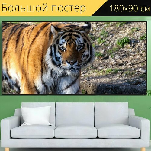 Большой постер "Тигр, хищник, дикая природа" 180 x 90 см. для интерьера