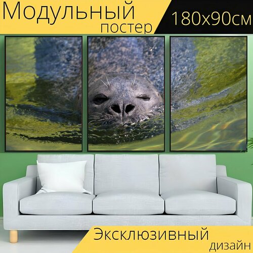 Модульный постер "Тюлень, плавать, вода" 180 x 90 см. для интерьера