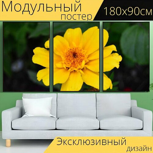 Модульный постер "Желтый цветок студентов, студенческий цветок, цвести" 180 x 90 см. для интерьера