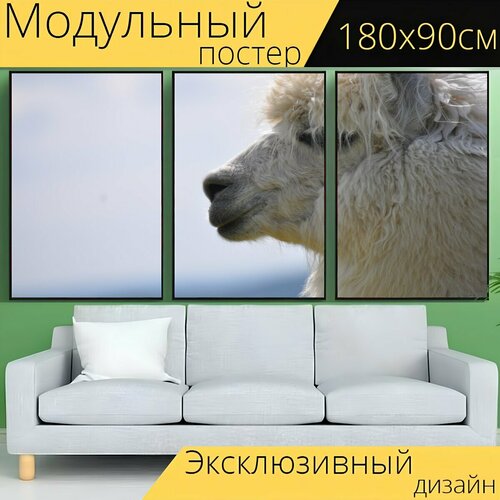 Модульный постер "Лама, альпака, животное" 180 x 90 см. для интерьера