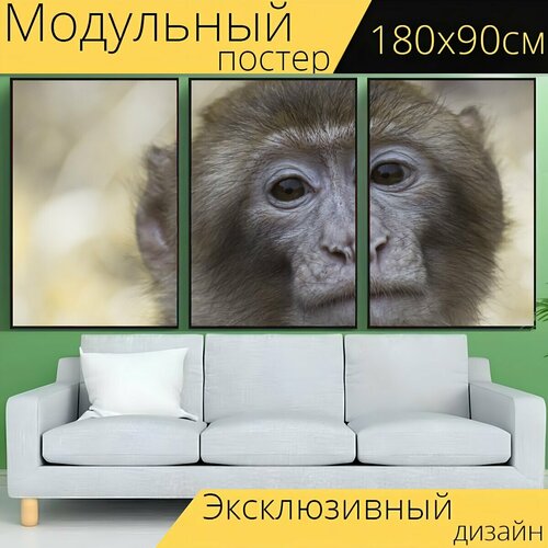 Модульный постер "Варварская макака, макаки, обезьяна" 180 x 90 см. для интерьера