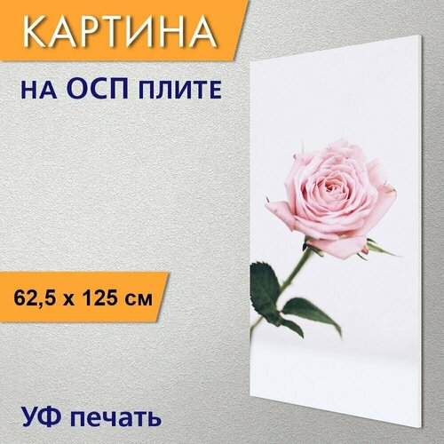 Вертикальная картина на ОСП "Роза, розовый, цветок" 62x125 см. для интерьериа