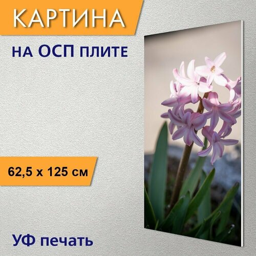 Вертикальная картина на ОСП "Гиацинт, цветок, цвести" 62x125 см. для интерьериа