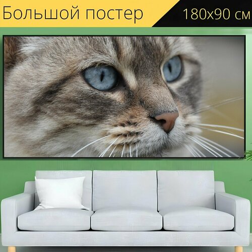 Большой постер "Кошка, портрет кошки, европейская кошка" 180 x 90 см. для интерьера