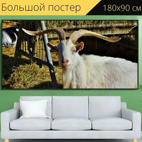 Большой постер "Козел, домашняя коза, эспаньолка" 180 x 90 см. для интерьера