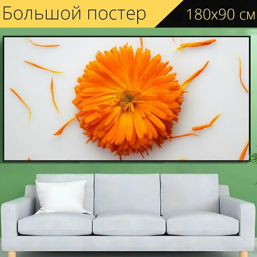 Большой постер "Календулы, апельсин, цветок" 180 x 90 см. для интерьера
