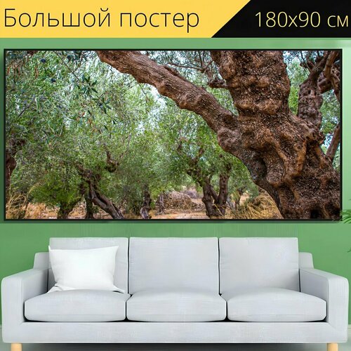 Большой постер "Оливковая роща, оливковое дерево, природа" 180 x 90 см. для интерьера