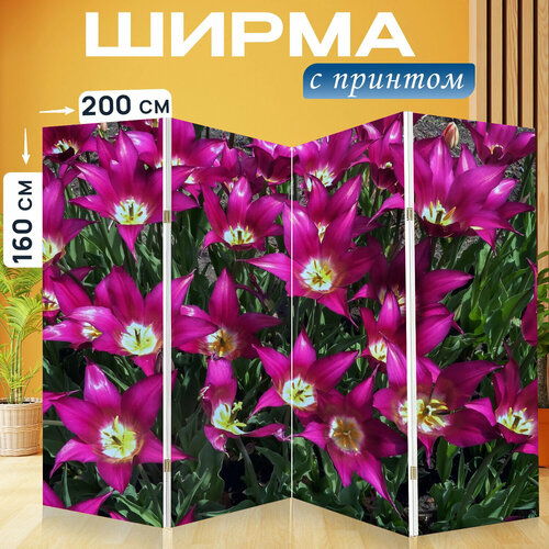 Ширма перегородка с принтом "Тюльпаны, цветы, весна" на холсте - 200x160 см. для зонирования, раскладная
