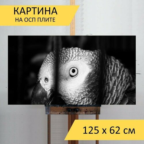 Картина на ОСП 125х62 см. "Африканский серый, птица, серый" горизонтальная, для интерьера, с креплениями