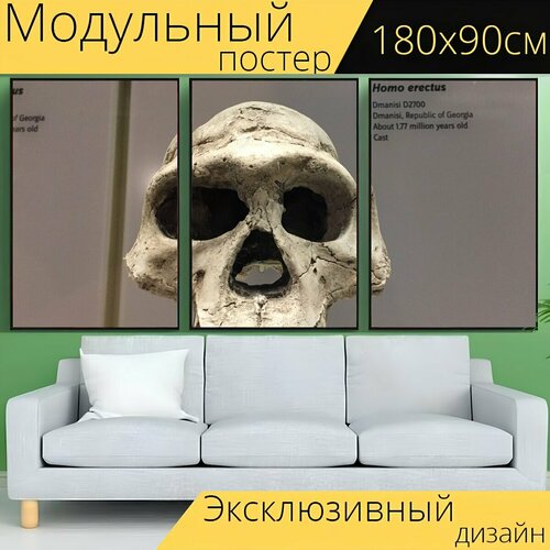Модульный постер "Хомо эректус, череп, предок" 180 x 90 см. для интерьера