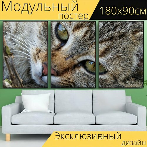 Модульный постер "Кот, лицо, глаза" 180 x 90 см. для интерьера
