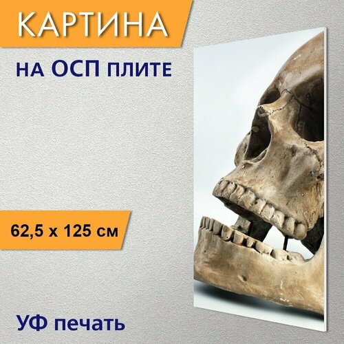 Вертикальная картина на ОСП "Череп, цвет, зубы" 62x125 см. для интерьериа