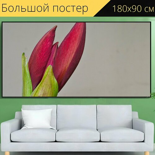 Большой постер "Амариллис, цветок, бутон" 180 x 90 см. для интерьера