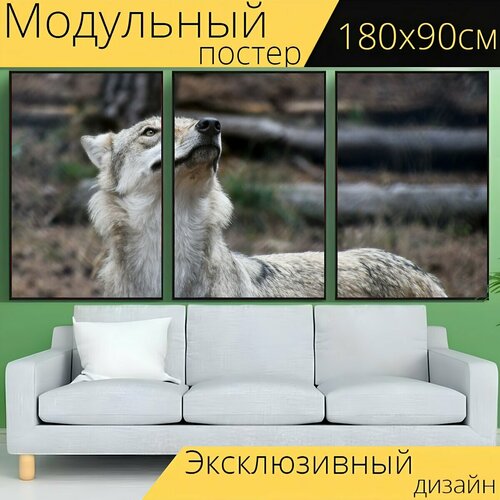 Модульный постер "Волк, хищник, дикое животное" 180 x 90 см. для интерьера