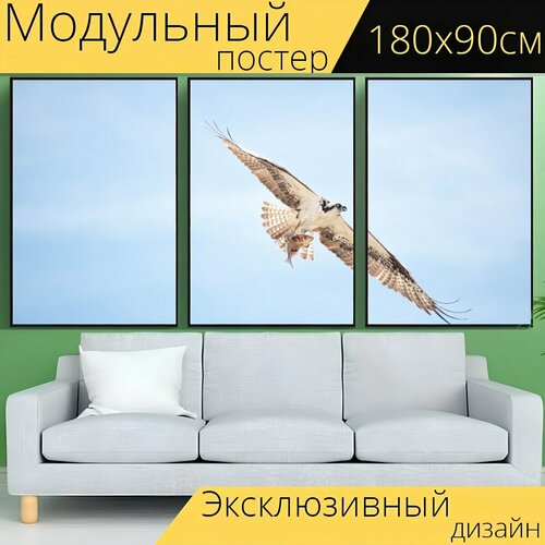 Модульный постер "Скопа, птица, летающий" 180 x 90 см. для интерьера