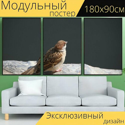 Модульный постер "Воробей, птица, пруд" 180 x 90 см. для интерьера