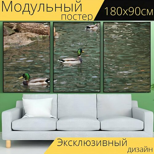 Модульный постер "Утка, плавать, воды" 180 x 90 см. для интерьера