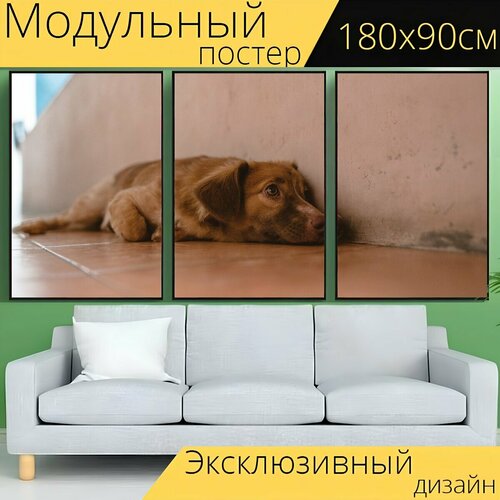 Модульный постер "Собака, браун, милый" 180 x 90 см. для интерьера