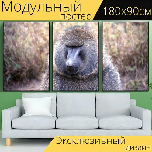Модульный постер "Бабуин, обезьяна, африка" 180 x 90 см. для интерьера
