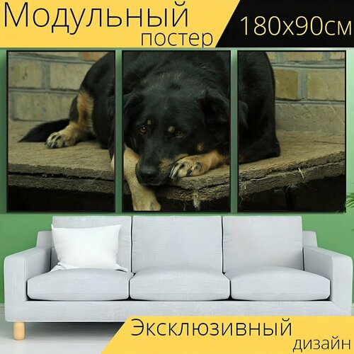 Модульный постер "Собака, черный, лежать" 180 x 90 см. для интерьера