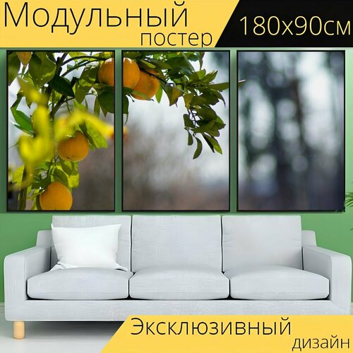 Модульный постер "Апельсин, фрукты, дерево" 180 x 90 см. для интерьера
