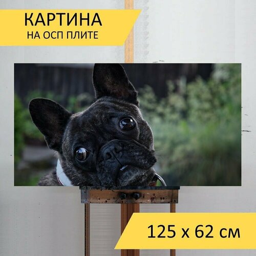 Картина на ОСП 125х62 см. "Собака, милый, французский бульдог" горизонтальная, для интерьера, с креплениями